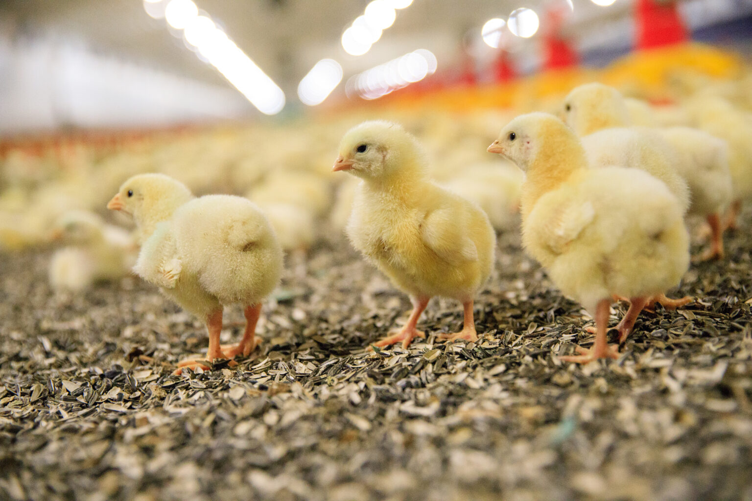 FARMS – Henwil Chickens